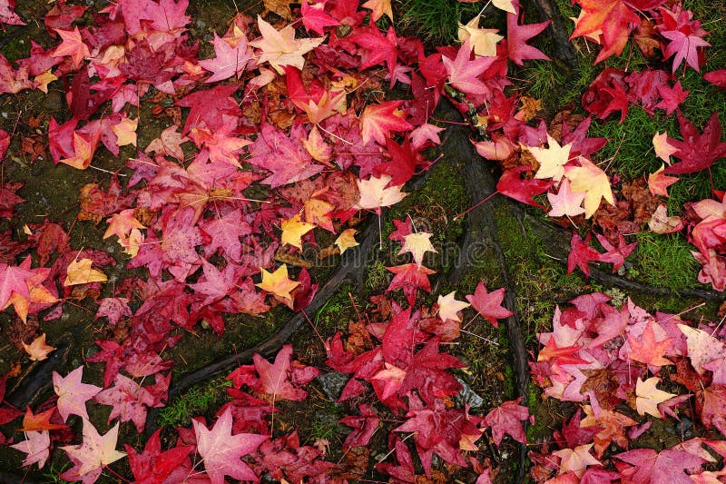 Red Maple Leaves on Ground with Tree Roots Wet with Rain Drops from ...