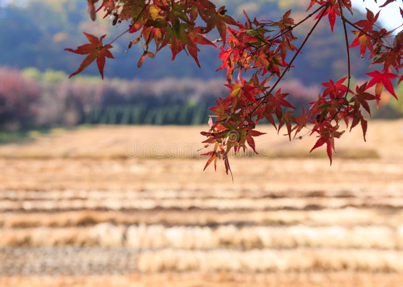 Red maple leaves stock photo. Image of branch, harvest - 106147796