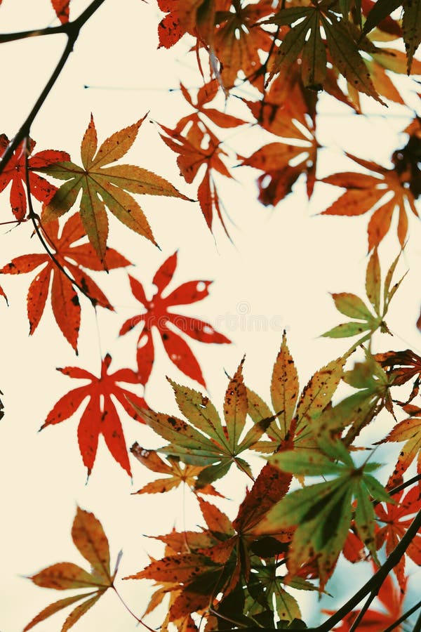 Red Maple Leaves Silhouette Stock Photo - Image of autumn, orange ...
