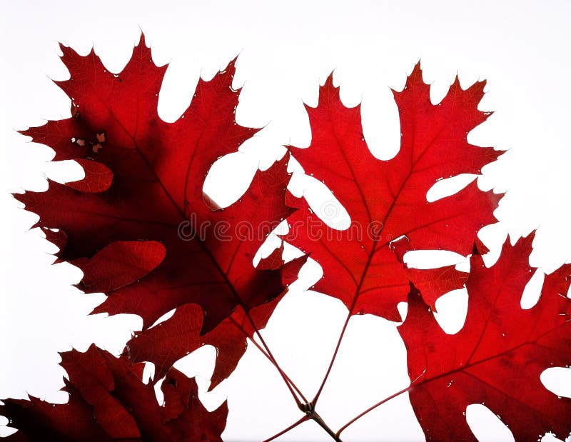Red Maple Leaves and Stems on a White Background Stock Photo - Image of ...
