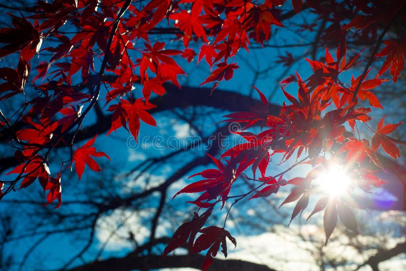 Red Maple Leaves and Sun Light Stock Photo - Image of forest, bright ...