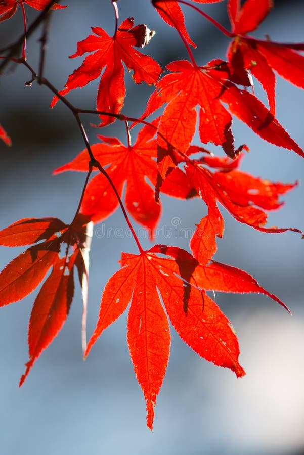 Red maple leaves on tree stock image. Image of detail - 149320781