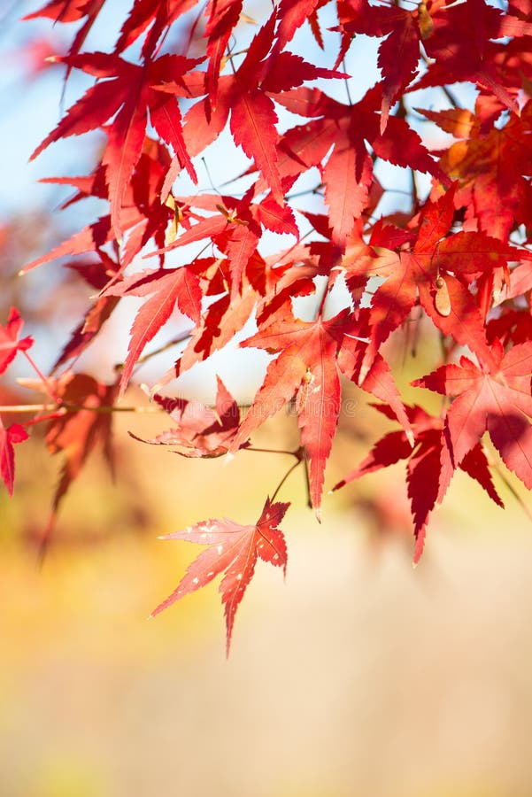 Red Maple Leaves on Tree in Autunm Season Stock Photo - Image of leaf ...