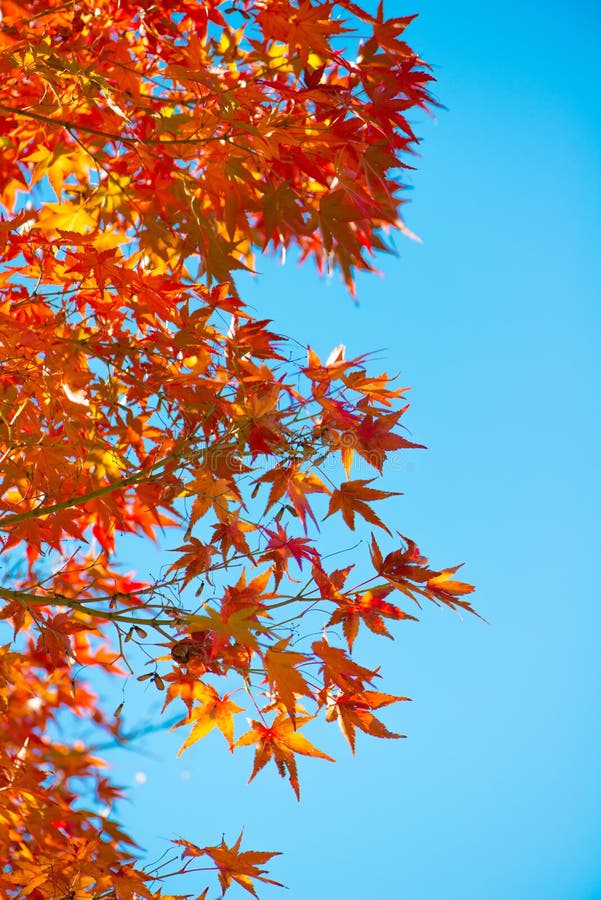 Red Maple Leaves on Tree in Autunm Season Stock Photo - Image of japan ...