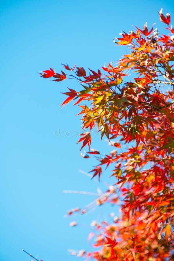 Red Maple Leaves on Tree in Autunm Season Stock Photo - Image of ...