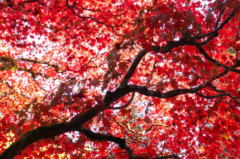 Red Maple Leaves Tree Background Stock Image - Image of orange, autumn ...