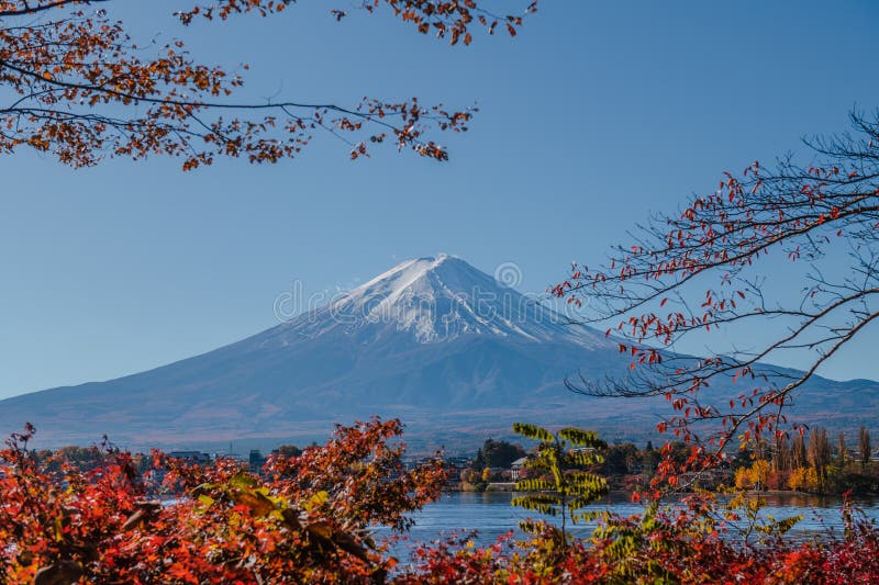 Red Maple Leaves on the Tree with Background View of Mount Fuji in ...