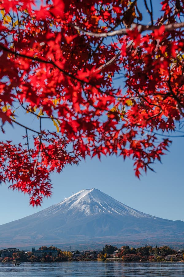 Red Maple Leaves on the Tree with Background View of Mount Fuji in ...
