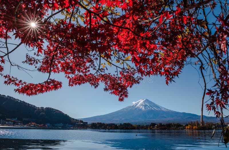 Red Maple Leaves on the Tree with Background View of Mount Fuji in ...