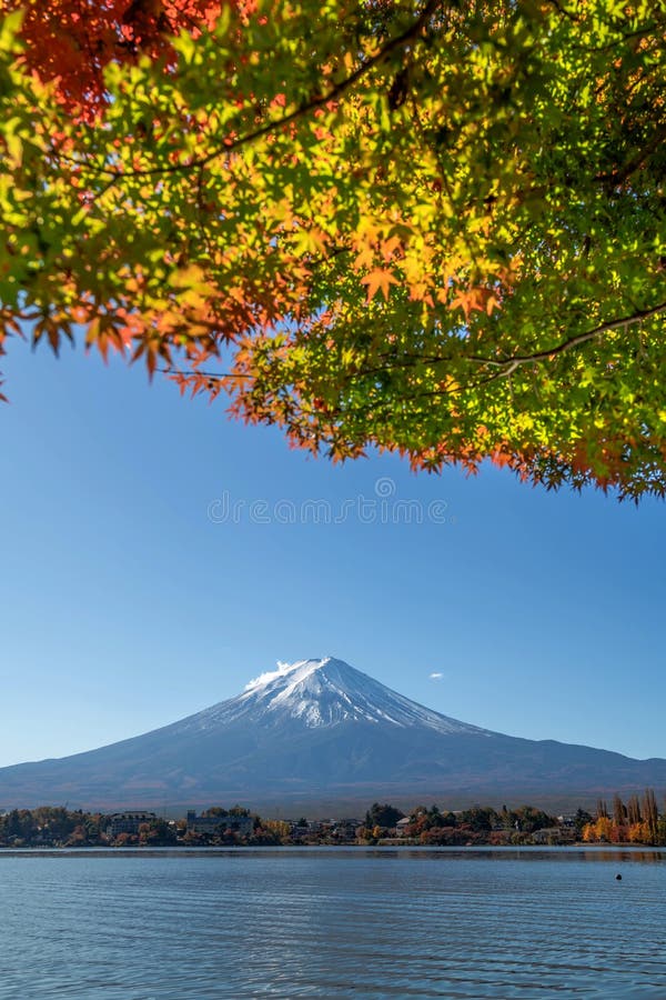 Red Maple Leaves on the Tree with Background View of Mount Fuji in ...