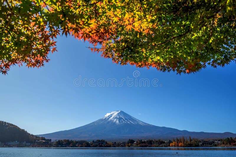 Red Maple Leaves on the Tree with Background View of Mount Fuji in ...