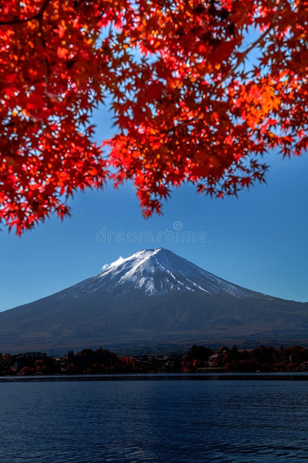 Red Maple Leaves on the Tree with Background View of Mount Fuji in ...