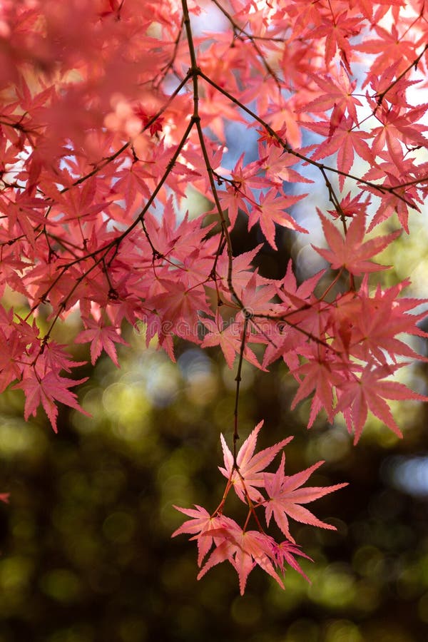 Red Maple Leaves on a Tree from Below Summer Stock Image - Image of ...