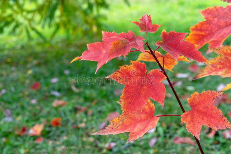 Red Maple Leaves on Tree Branches in Autumn Park. Stock Image - Image ...