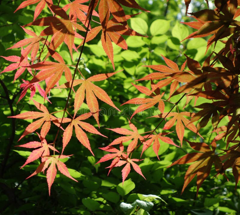 Red maple leaves stock image. Image of botanical, backgrounds - 30580865