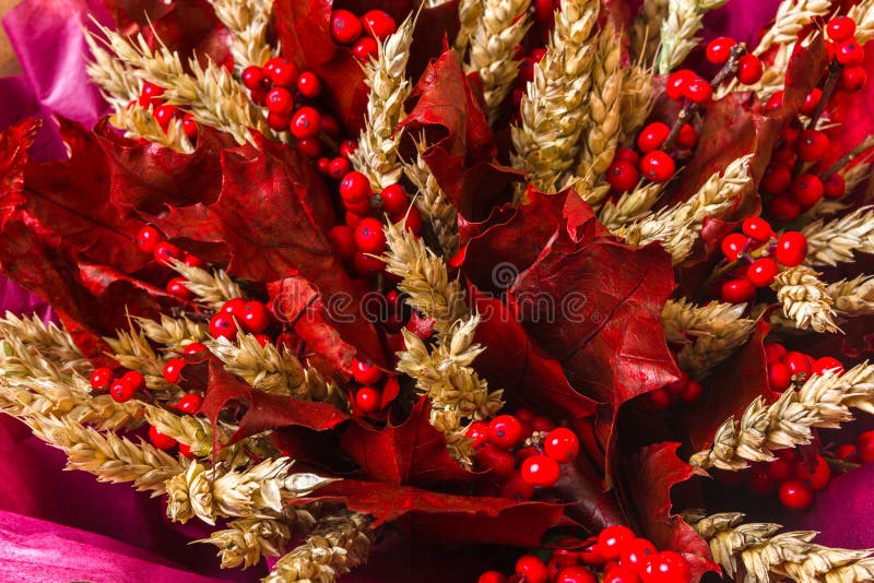 Bouquet Composition. Red Maple Leaves with Wheat Ears. Stock Image ...