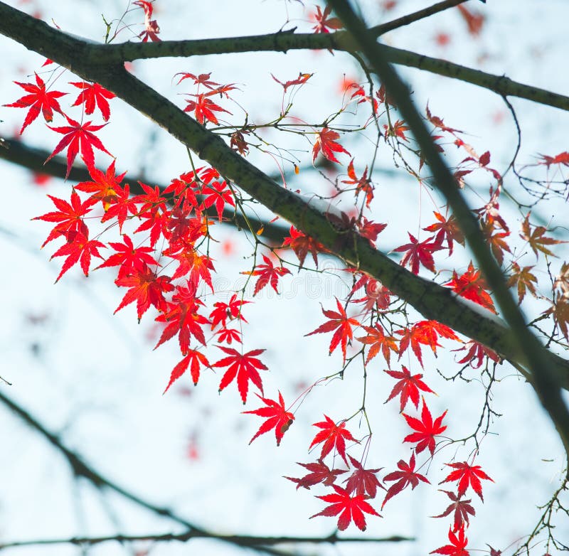 The Red Maple Leaves in Winter Stock Illustration - Illustration of ...