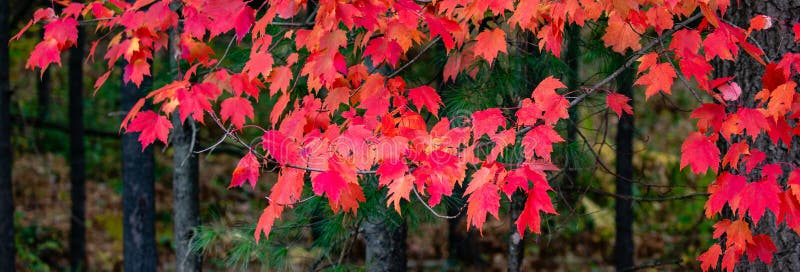 Red Maple Leaves in a Wisconsin Forest Stock Image - Image of maple ...