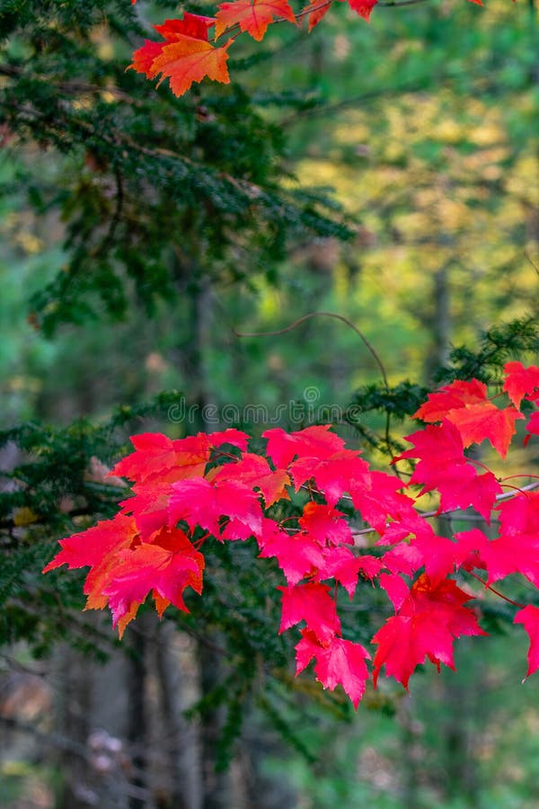 Red Maple Leaves in a Wisconsin Forest Stock Photo - Image of colorful ...