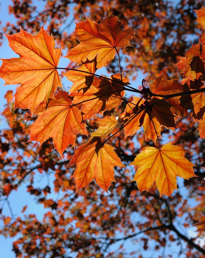 Red maple leaves stock image. Image of maple, tree, nature - 31088701