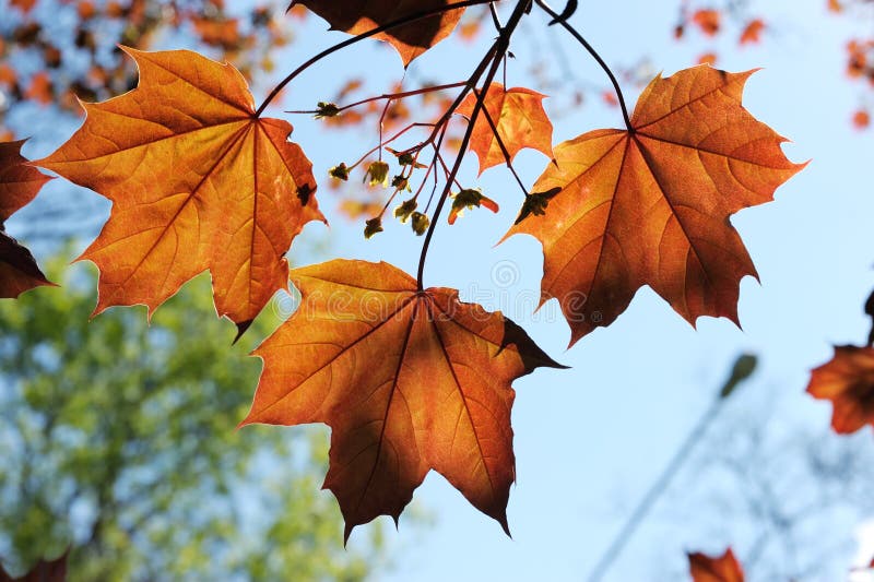 Red maple leaves stock photo. Image of maple, young, nature - 31207800