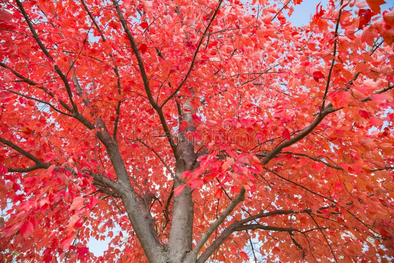 5,330 Canopy Maple Stock Photos - Free & Royalty-Free Stock Photos from ...