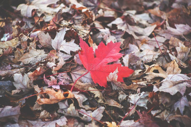 Red maple in the middle stock photo. Image of retro - 178014552