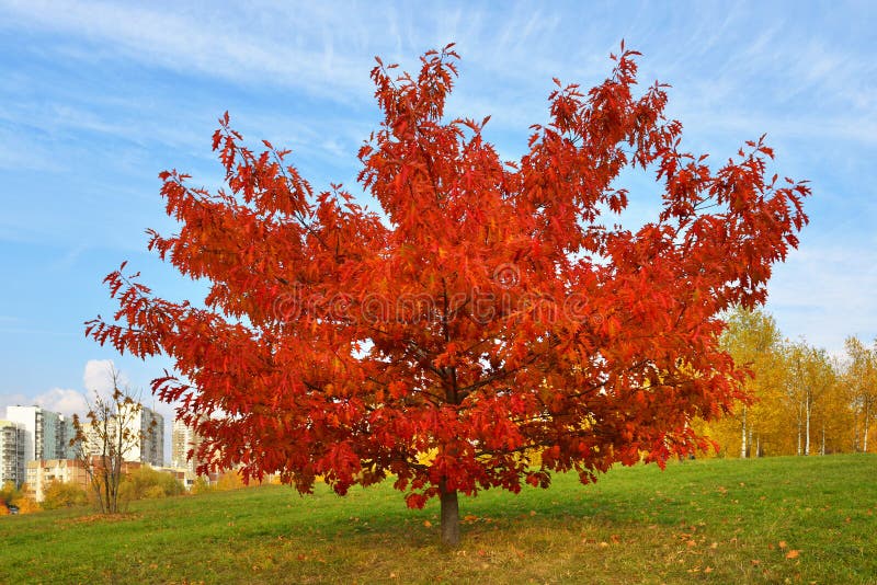Red Maple in Moscow Autumn Park Stock Photo - Image of cover, beauty ...