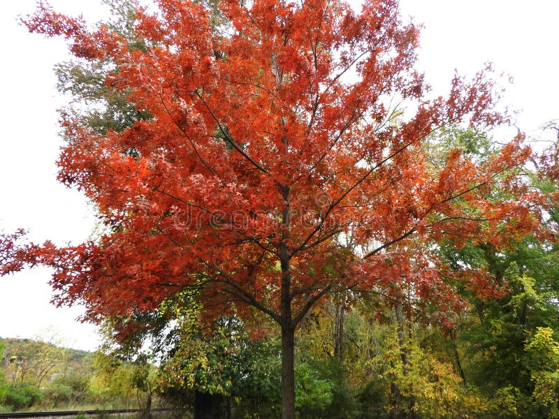 Red Maple Tree Colors in October Harvest Season Stock Photo - Image of ...