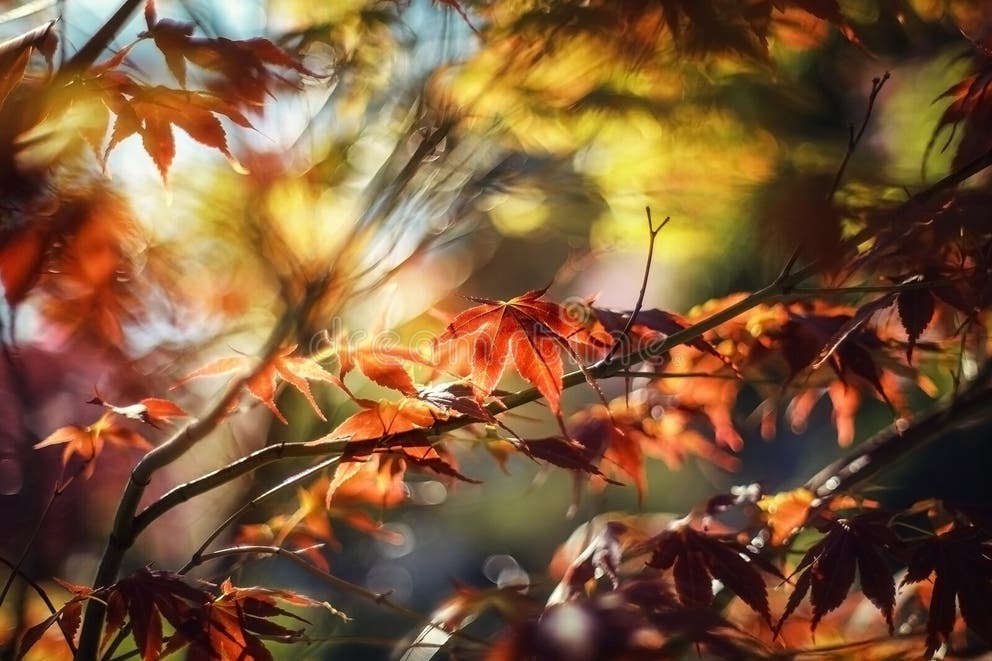 Red maple in park stock photo. Image of season, orange - 108935892