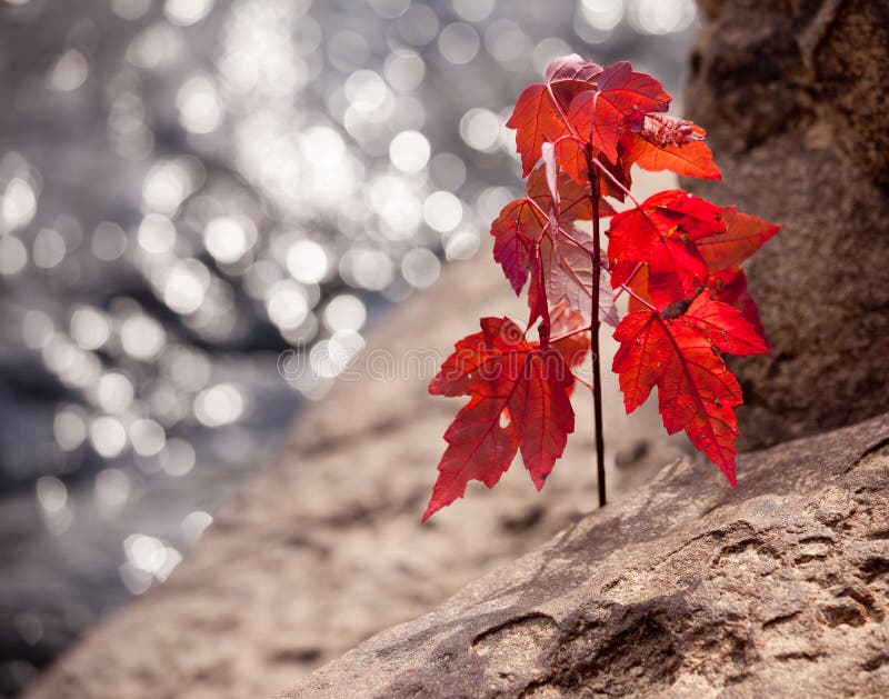 Red Maple Seedling by River Stock Image - Image of beauty, sunny: 16694923