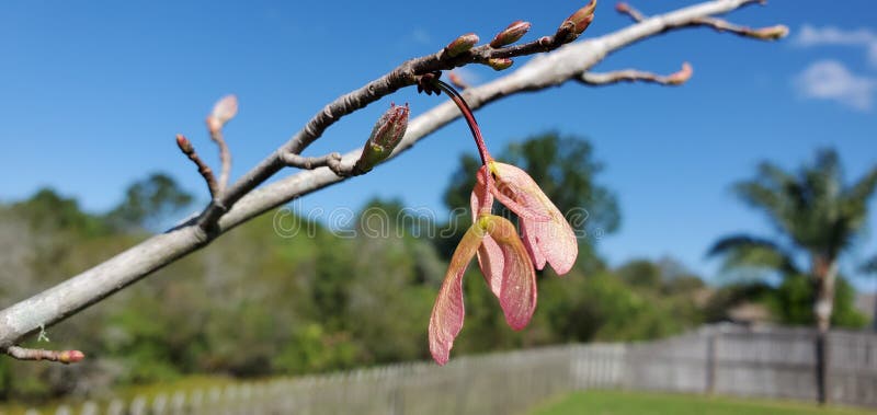 Red maple seedlings stock image. Image of acer, florida - 213043681