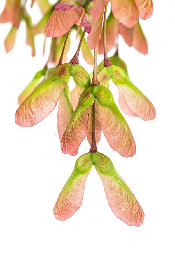 Red Maple Tree Seeds Still On The Tree. Stock Photo - Image of february ...