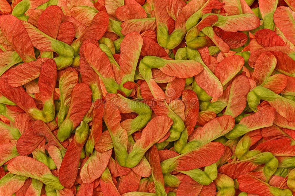 Red maple seeds stock photo. Image of tree, bright, pattern - 42106948