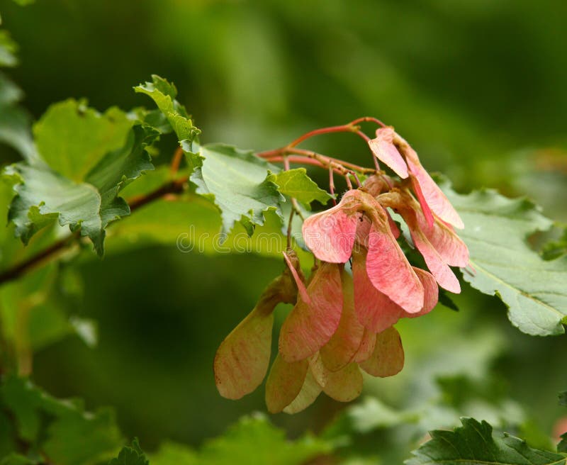 Maple tree seeds. stock image. Image of park, forest - 49188165