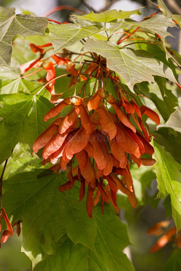 Red Maple Seeds, on a Maple Branch in Spring Stock Image - Image of ...