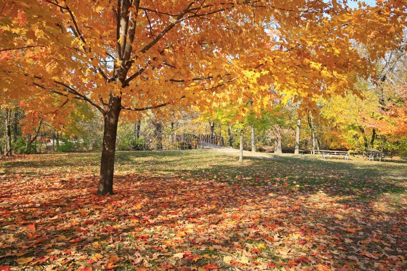 Red Maple Shows Off Her Colors in Indiana Stock Photo - Image of deep ...