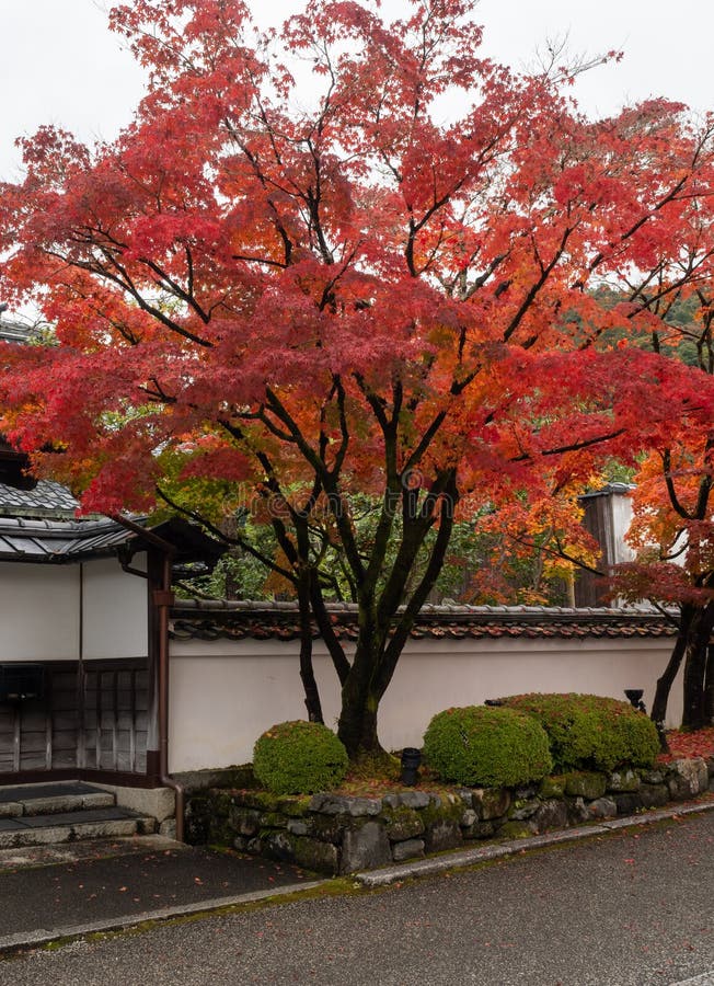 Red Maple on the Streets of Kyoto during Fall Season Stock Photo ...