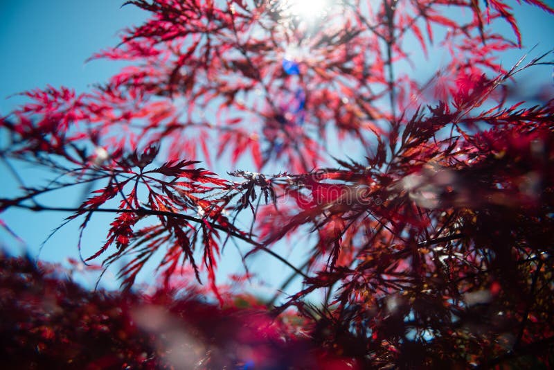 Red Maple Beautiful Plant Sun Stock Image - Image of roterahorn, asia ...
