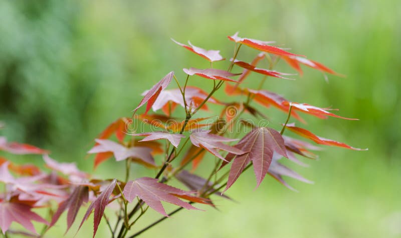 Red Maple stock image. Image of smer, srinan, maple, national - 52858541