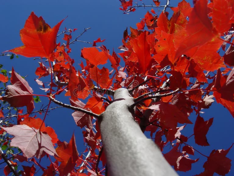 Red Maple Tree stock photo. Image of contact, tree, field - 3522