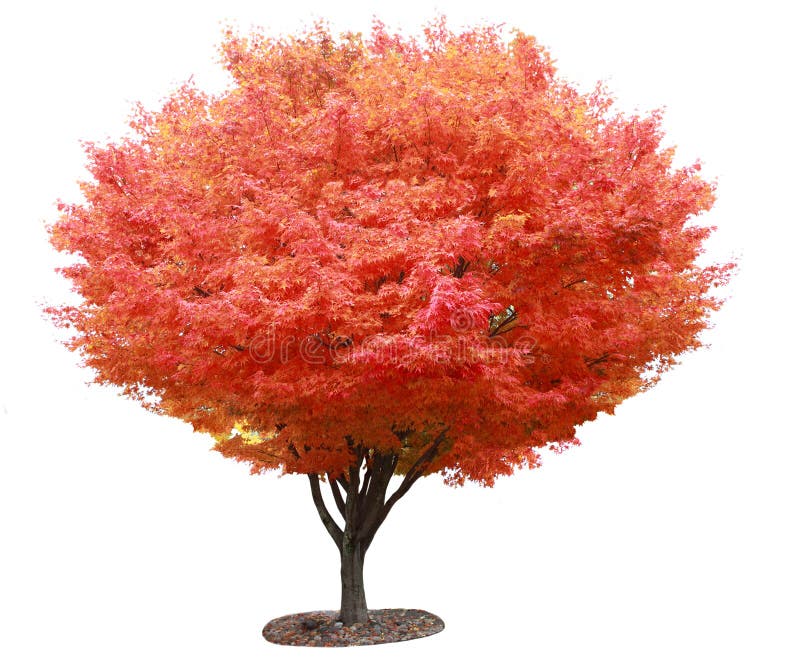 45,388 Single Red Tree Stock Photos - Free & Royalty-Free Stock Photos ...