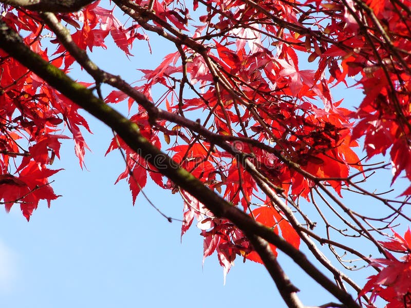 Red maple tree stock photo. Image of november, branch, firey - 280814