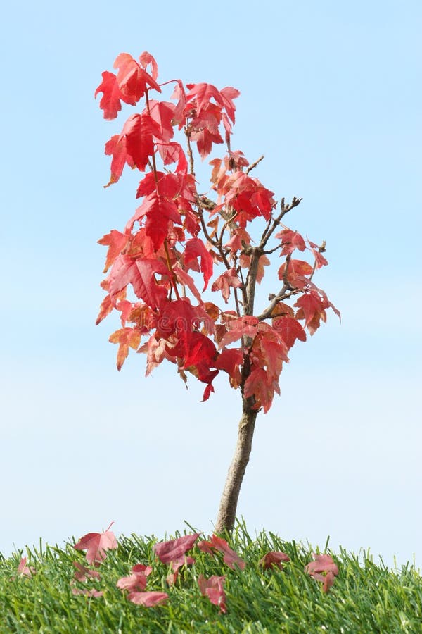 Red maple tree stock photo. Image of redmaple, miniature - 29519776