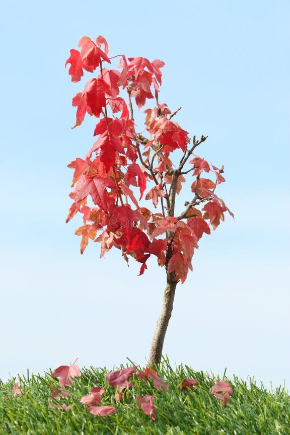 Red maple tree stock photo. Image of redmaple, miniature - 29519776