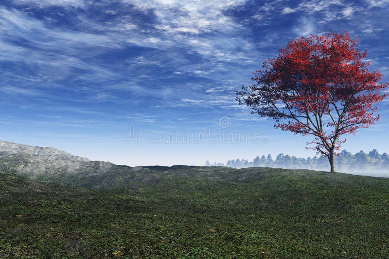 Red maple tree in backyard stock photo. Image of summer - 5683458