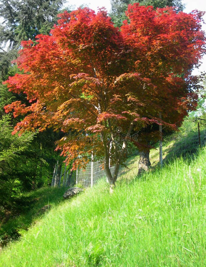 Red Maple tree stock image. Image of valley, grassy, green - 6907979