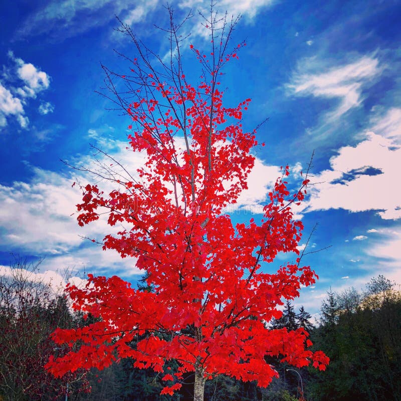 Red maple stock image. Image of blue, maple, tree - 131424803