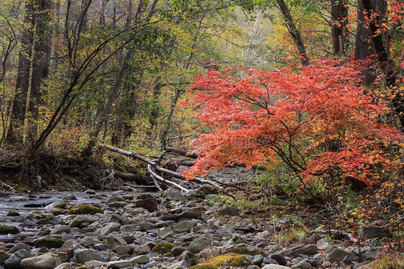 Red maple in the forest stock image. Image of maple - 233453219