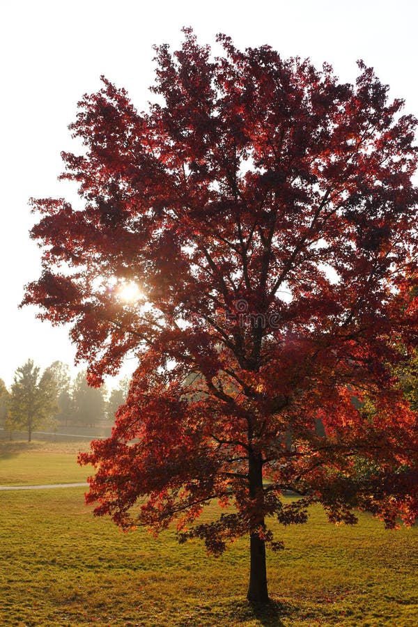 Red maple tree autumn stock image. Image of orange, environment - 50325439